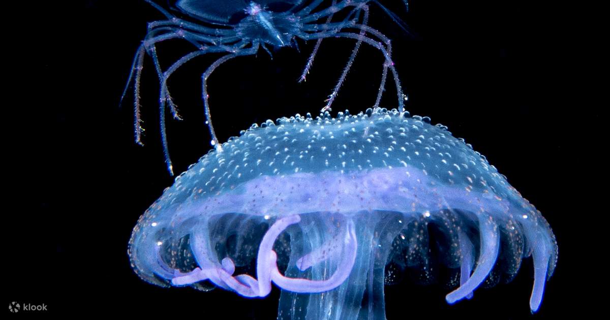 Học trực tuyến về thợ lặn trên không phong phú của PADI ở Hawaii với Khu nghỉ dưỡng 5 sao IDC ...